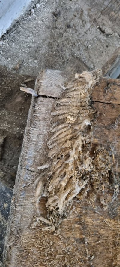 Insect cocoon identification please... | Period Property UK